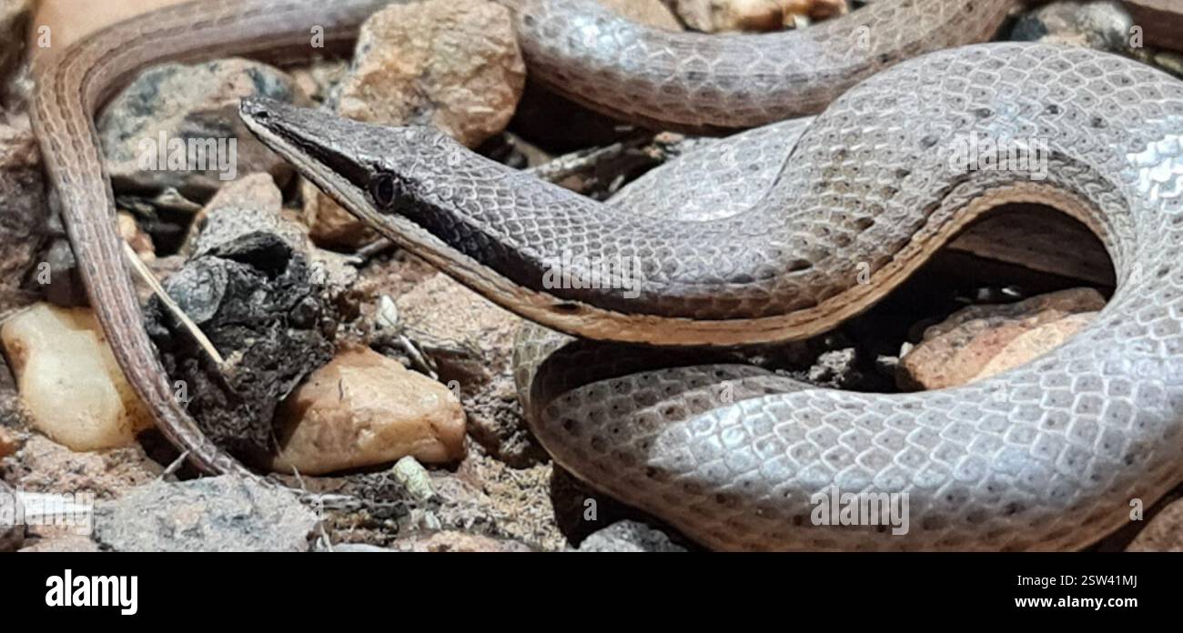 Burton's Snake-lizard (Lialis burtonis), Reptilia, Northern Territory ...