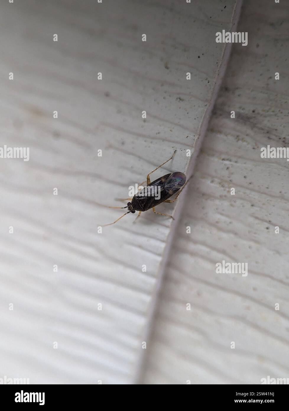 Plant Bugs (Miridae), Insecta, Ithaca, NY, USA Stock Photo - Alamy