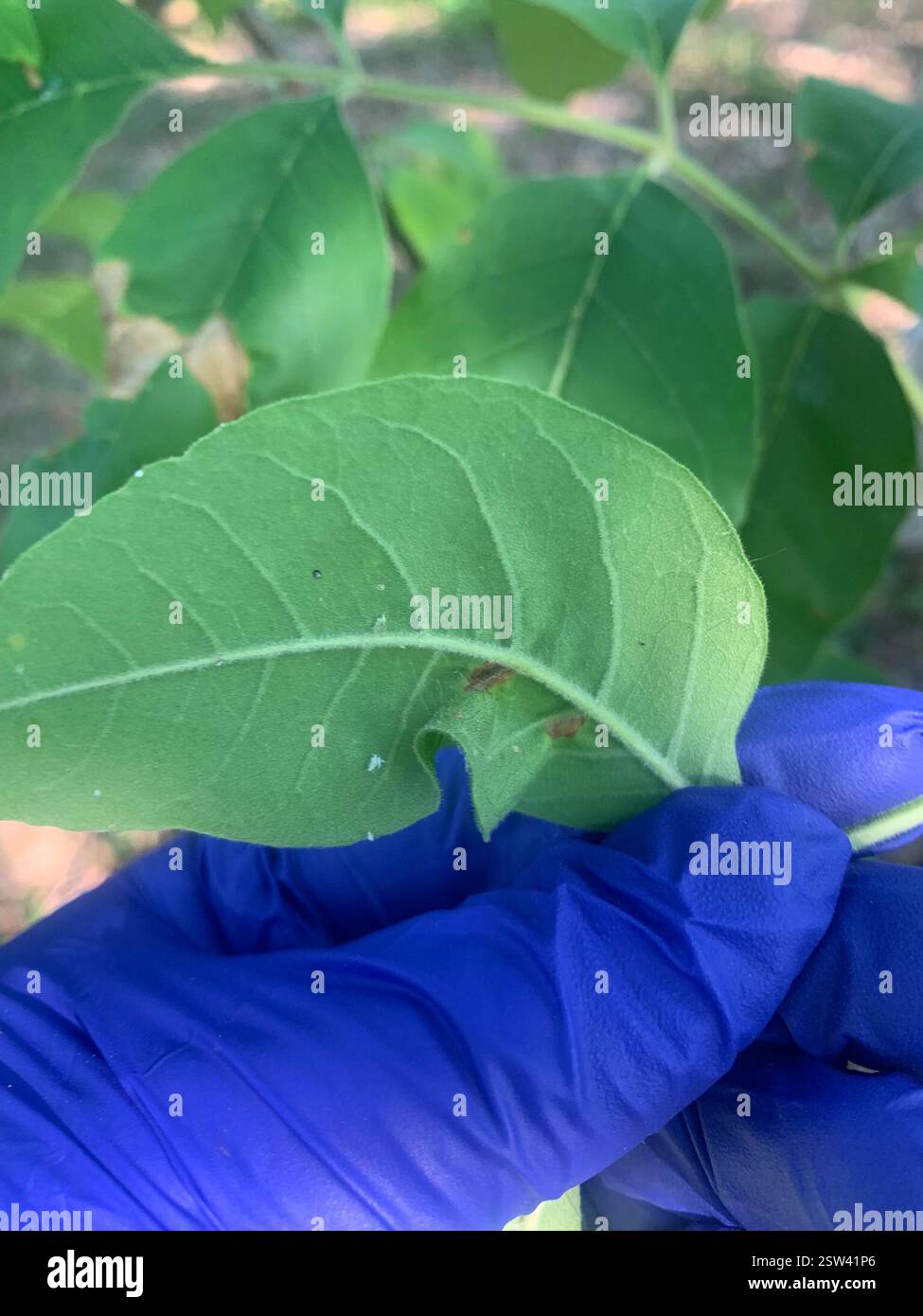 Ash Leaf Spot (Mycosphaerella fraxinicola), Fungi, The Arboretum State ...