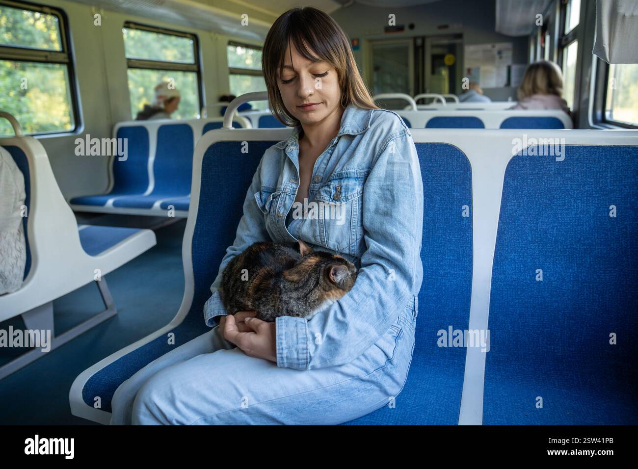 Domestic cat travelling on a train, sleeping, napping, sits on female ...