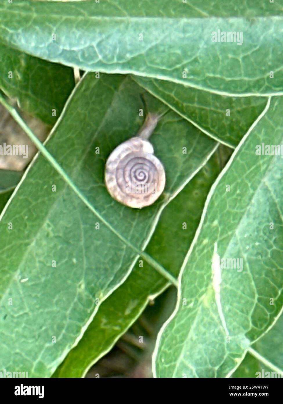 Southern Flatcoil (Polygyra cereolus), Mollusca, Cheyenne Dr, Woodward ...