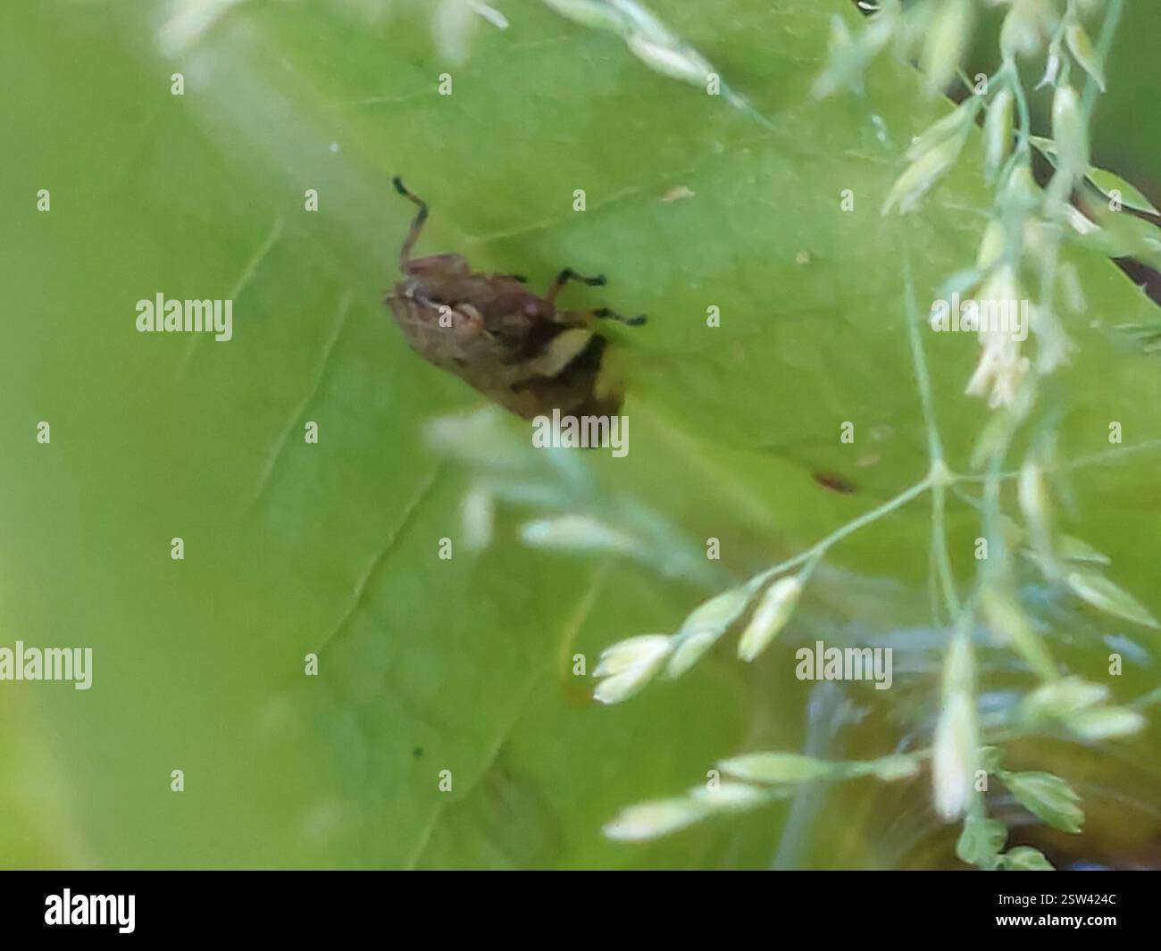 Meadow Spittlebug (Philaenus spumarius), Insecta, Ashby-de-la-Zouch ...