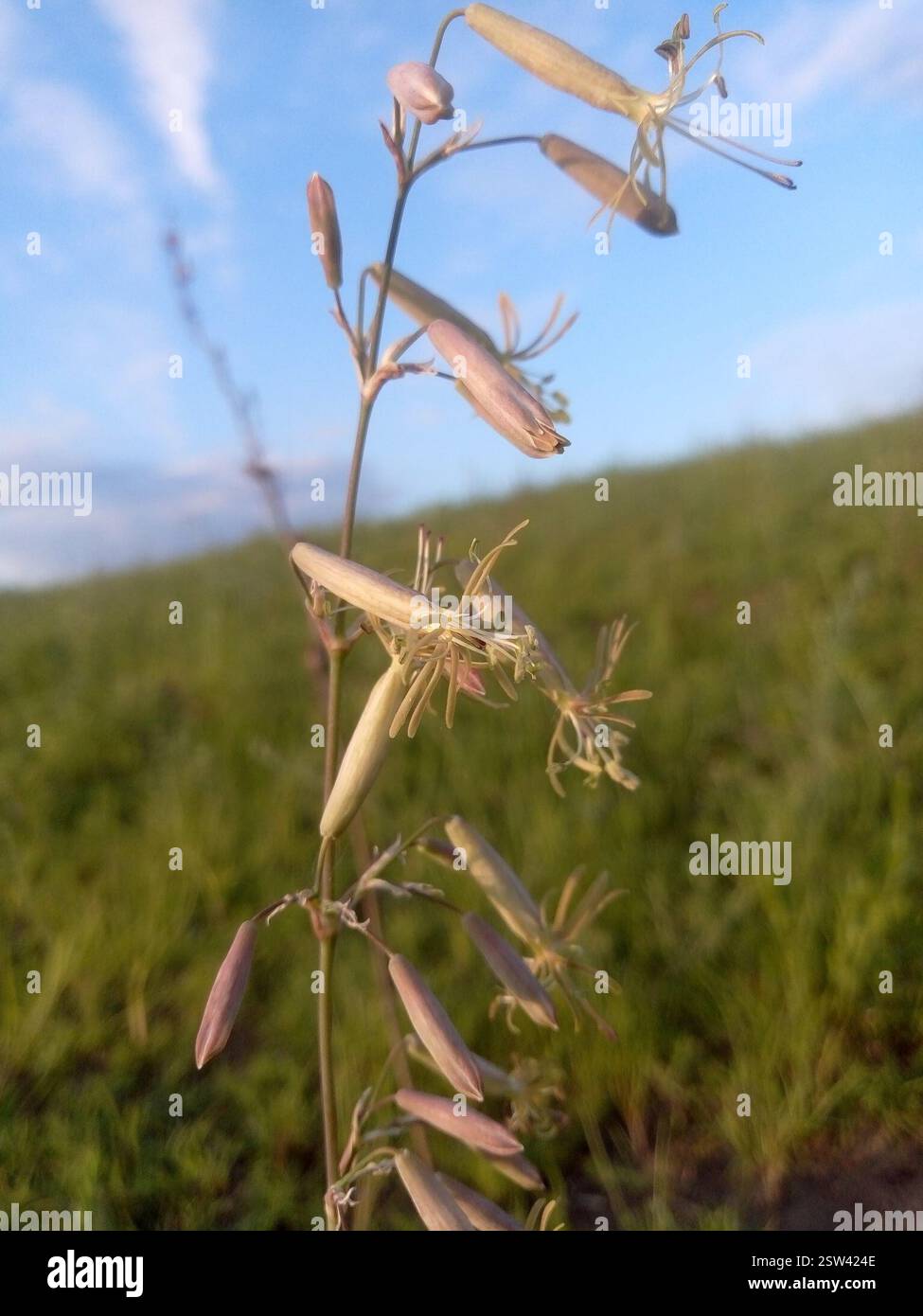 yellowgreen catchfly (Silene chlorantha), Plantae, Верхнеднепровский ...
