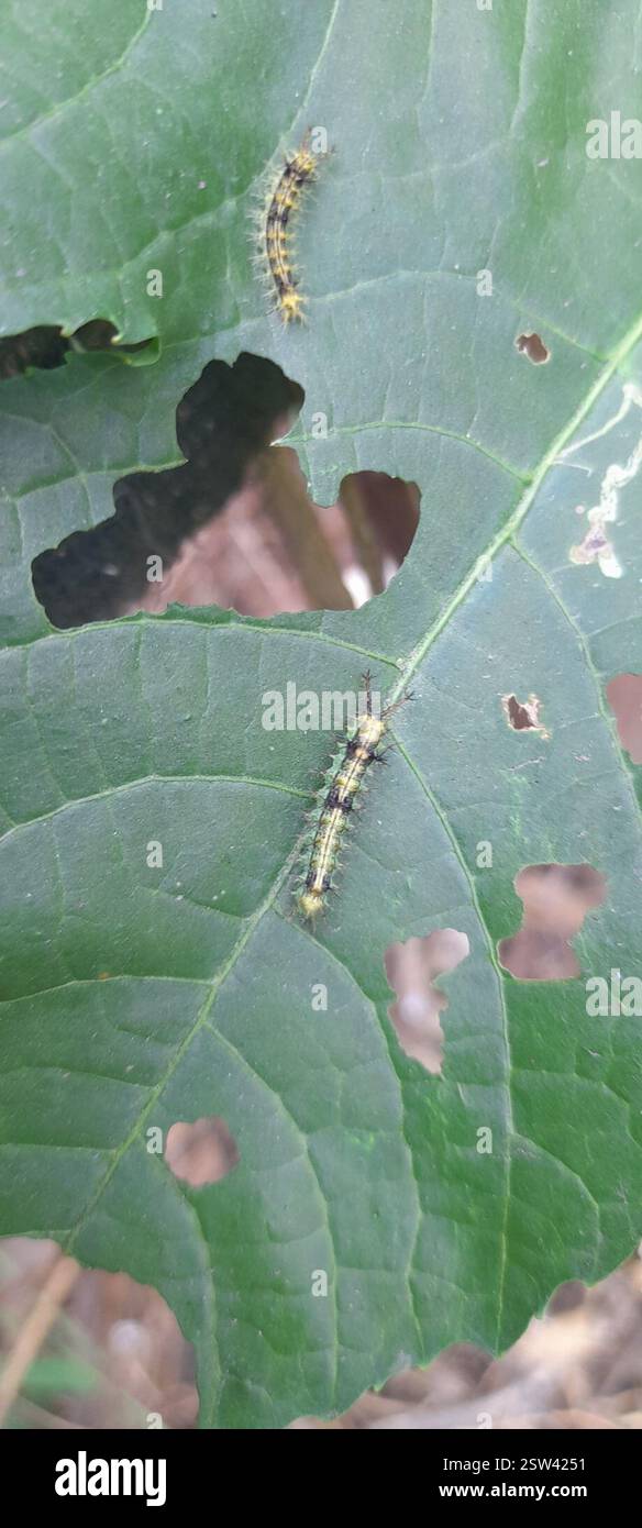 Common Castor Butterfly (Ariadne merione), Insecta, Bangalore, IN-KA ...