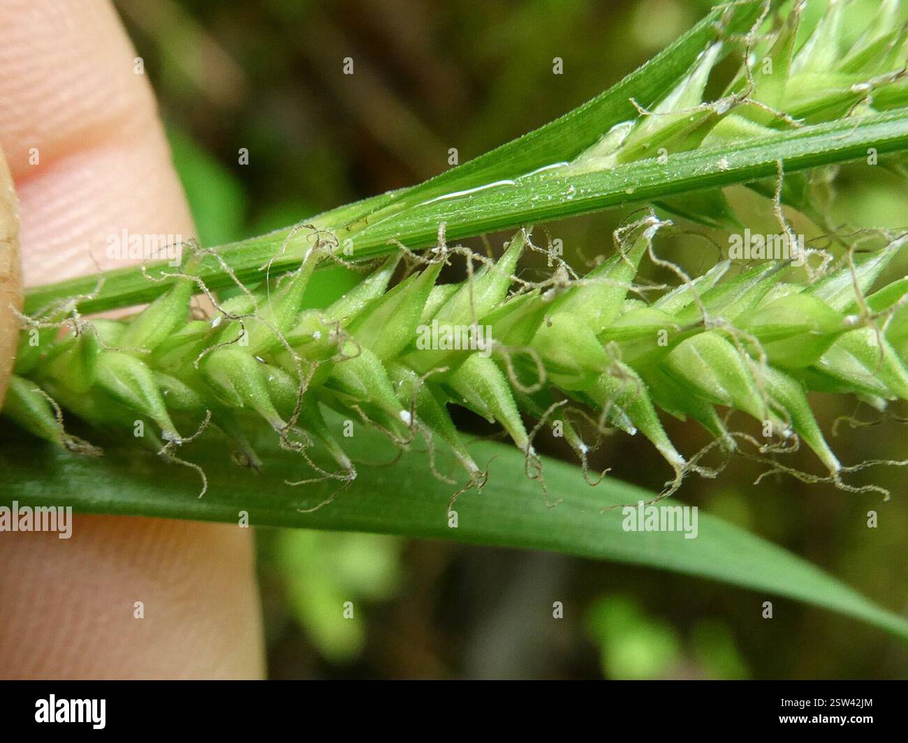 eastern rough sedge (Carex scabrata), Plantae, Fayston, VT, USA, Rough ...