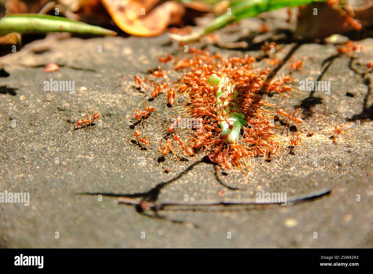 Many red ants bite and eat a worm. Red ants gather together to drag the ...