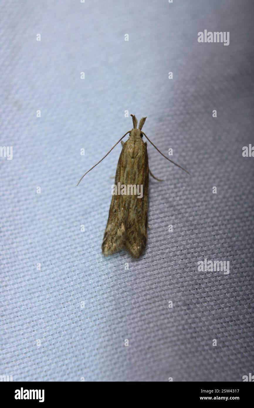 Burdock Seedhead Moth (Metzneria lappella), Insecta, Blanchard, Moth ...