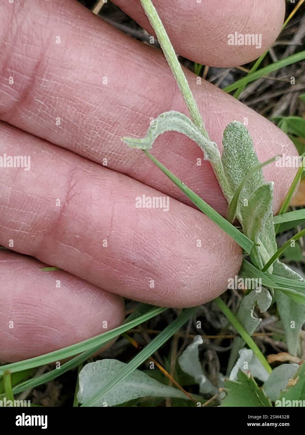woolly groundsel (Packera cana), Plantae, Fergus County, MT, USA Stock ...