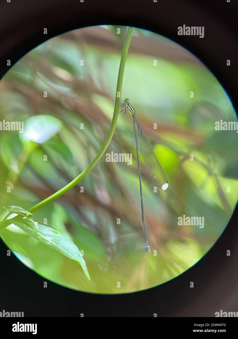 Bromeliad Helicopter (Mecistogaster modesta), Insecta, Colon, PA Stock ...