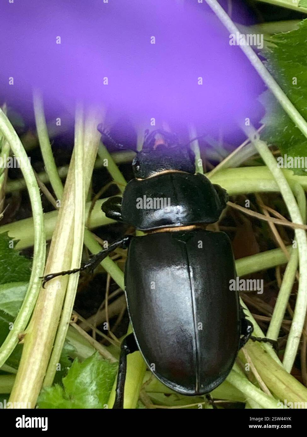 European Stag Beetle (Lucanus cervus), Insecta, Sheen Lane, London ...