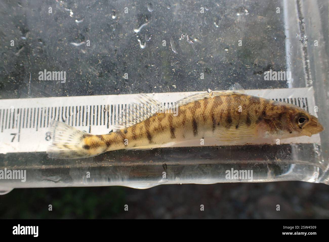 Common Logperch (Percina caprodes), Actinopterygii, Kenora District, ON ...