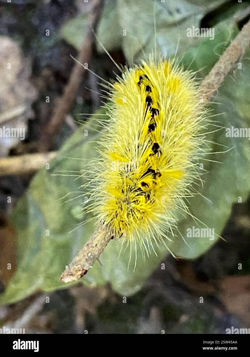 Silver-spotted Tiger Moth (Lophocampa argentata), Insecta, Henry Cowell ...