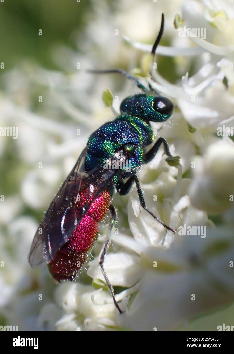 Ruby-tailed Cuckoo Wasps (Chrysis ignita), Insecta, Troup Ward, Banff ...