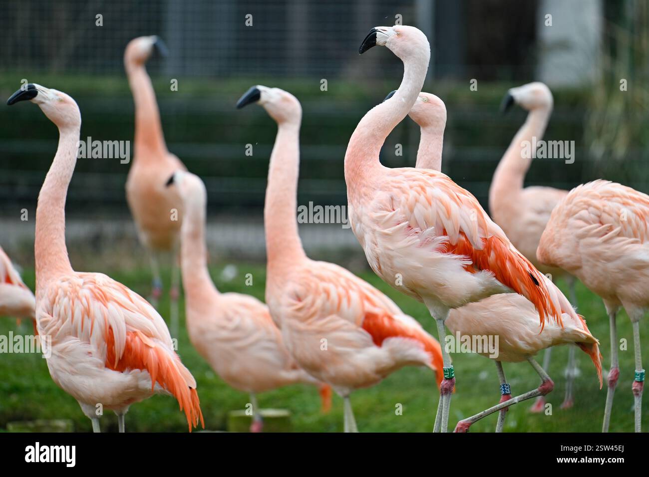 Landau, Germany. 20th Feb, 2025. Numerous flamingos stand in their ...
