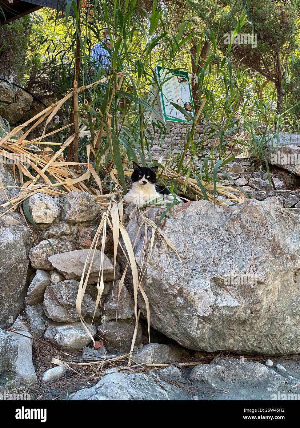 Beautiful black and white cat sat posed upon a rocky landscape Stock ...