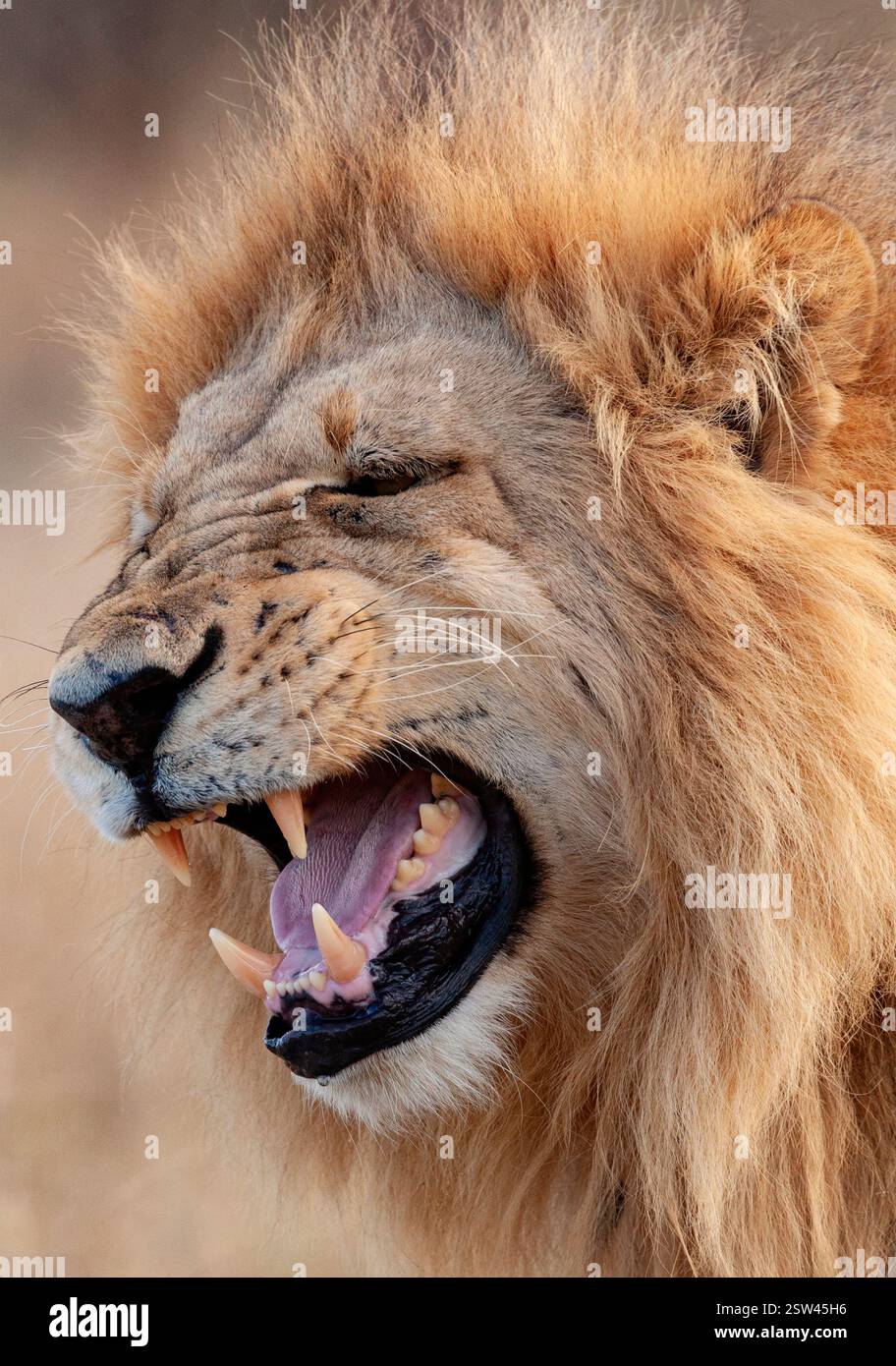 Mature male lion (Panthera leo) in the Savuti Region of Botswana ...