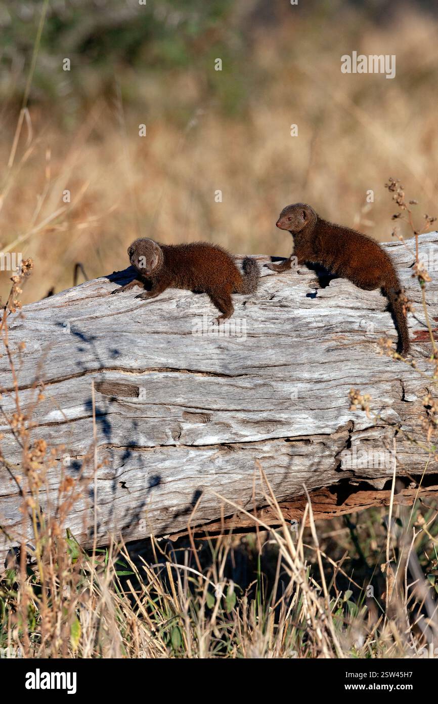 Two Dwarf Mongoose (Helogale parvula) on a dead tree in the Savuti ...