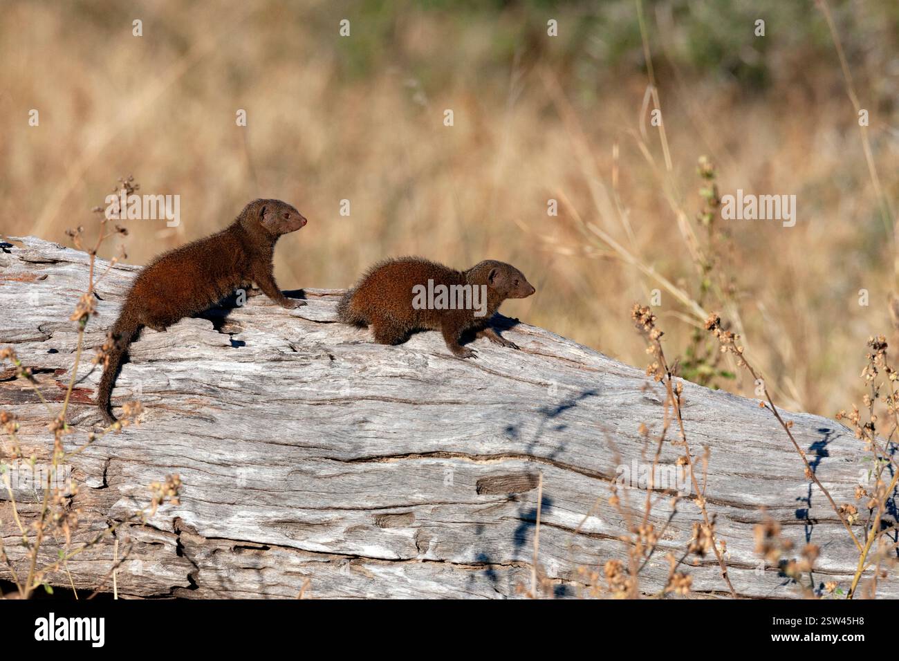 Two Dwarf Mongoose (Helogale parvula) on a dead tree in the Savuti ...