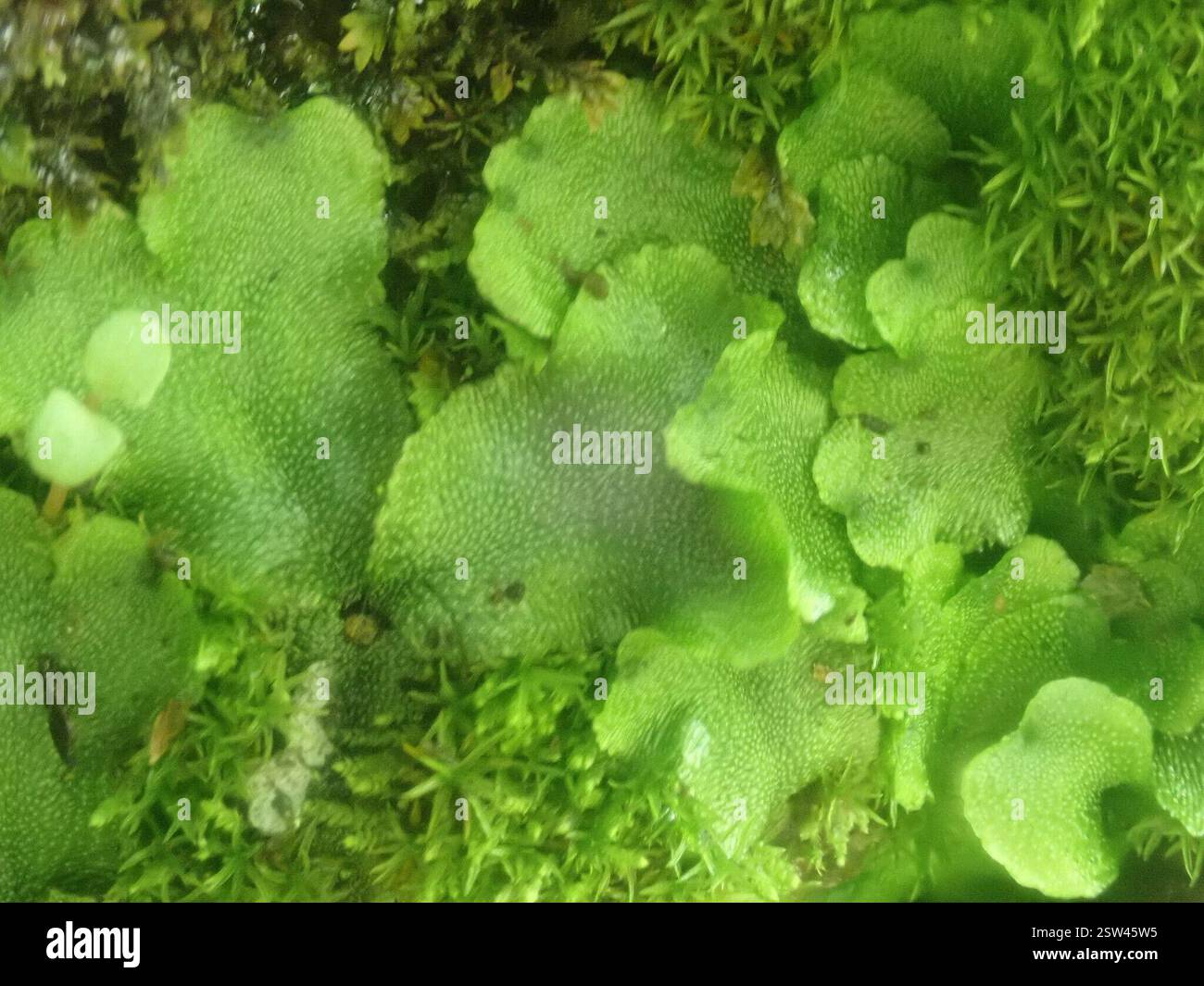 complex thalloid liverworts (Marchantiopsida), Plantae, Shelburne, MA ...