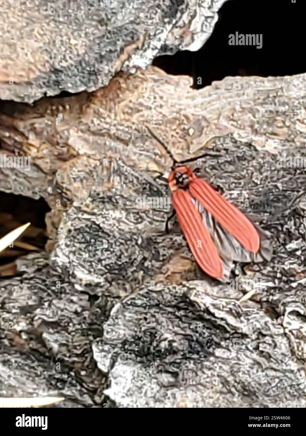 Golden Net-winged Beetle (Dictyoptera aurora), Insecta, Fergus County ...