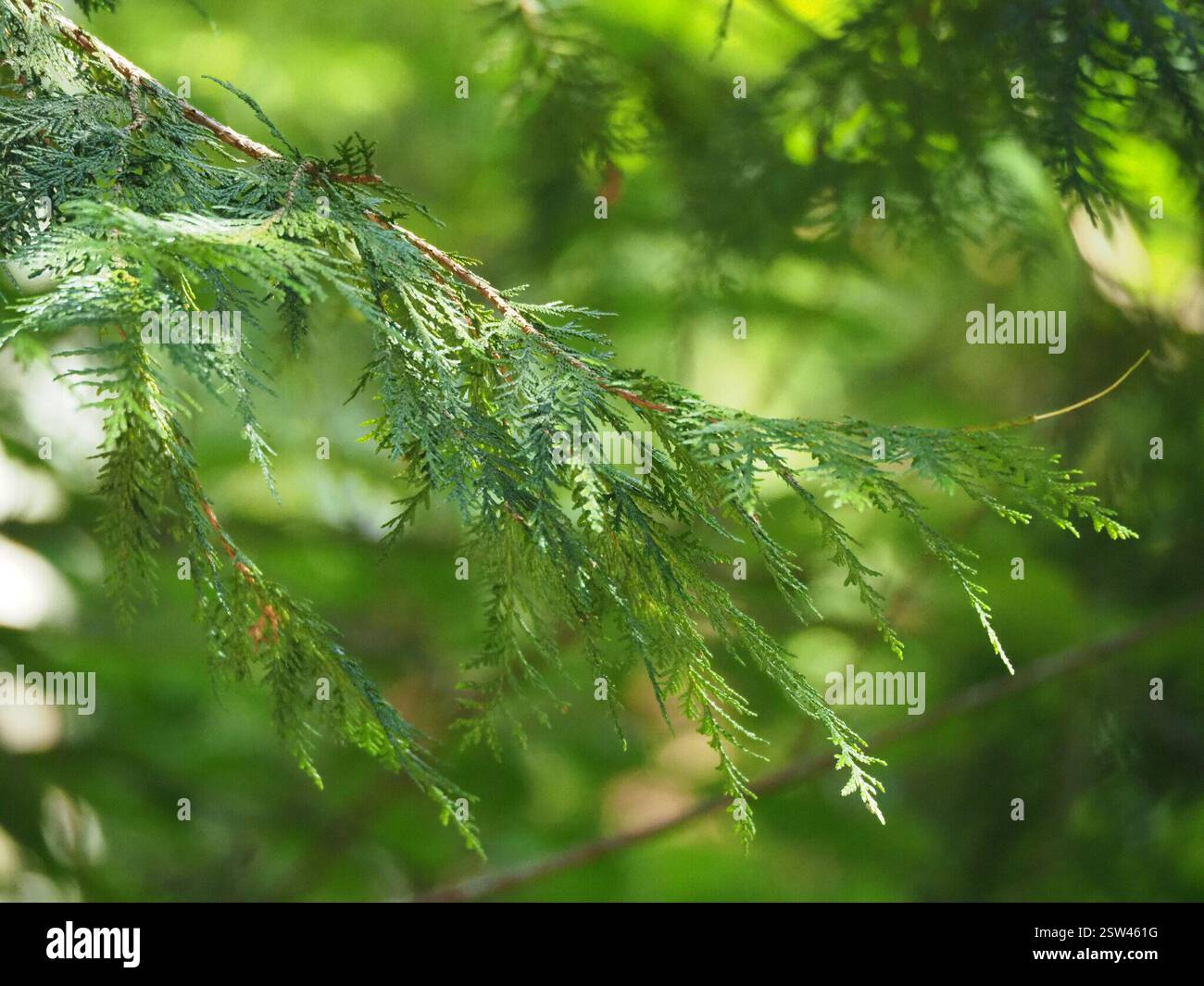 Formosan cypress (Chamaecyparis formosensis), Plantae, Taiwan Stock ...