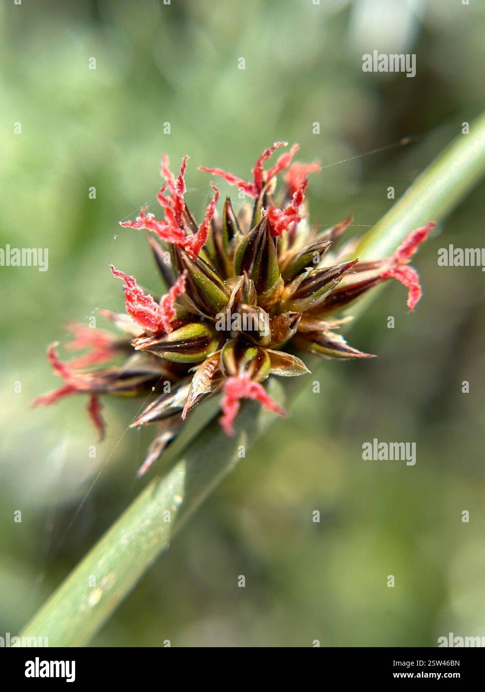 salt rush (Juncus breweri), Plantae, Oceano Dunes State Vehicular ...