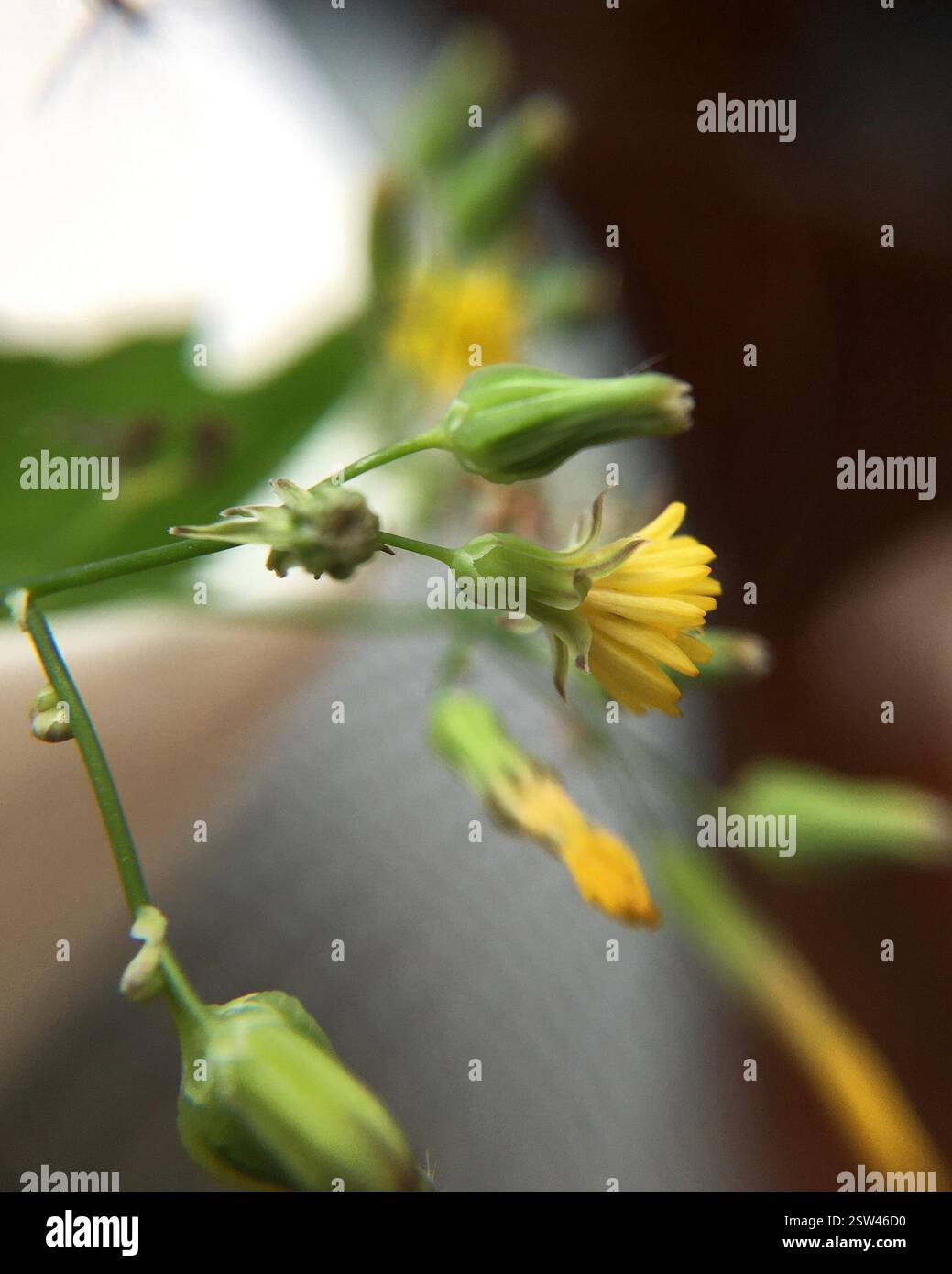 Oriental false hawksbeard (Youngia japonica), Plantae, 虹叶茗园, 上海市, CN ...