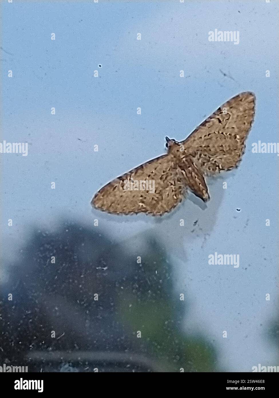 Common Pug (Eupithecia vulgata), Insecta, Bath BA2 9BN, UK Stock Photo ...