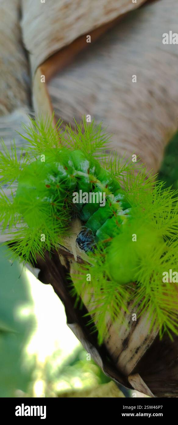 (Automeris liberia), Insecta, Santuario, Risaralda, Colombia Stock ...