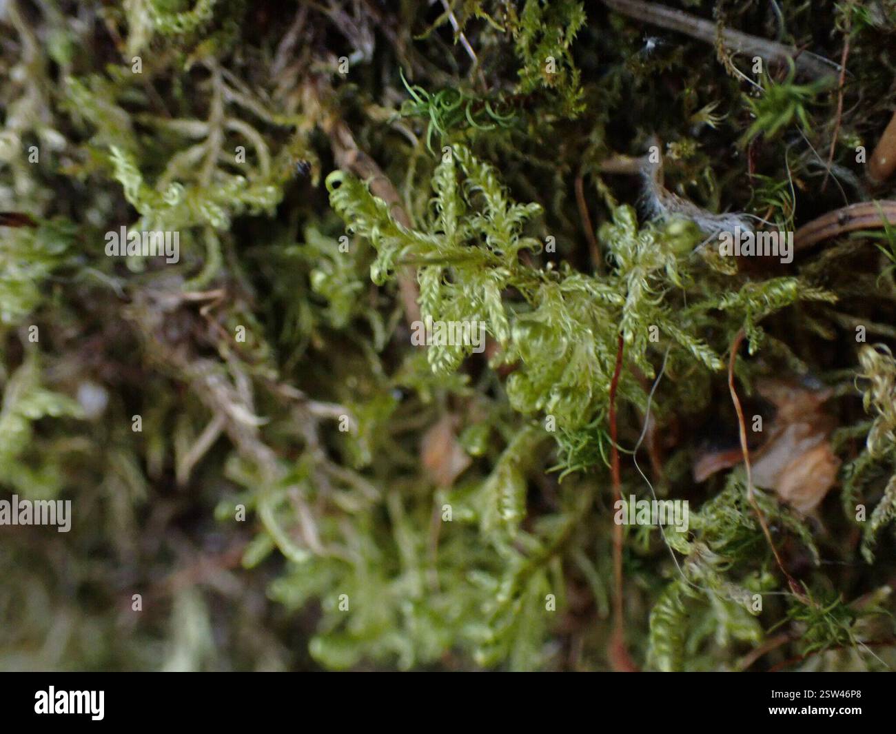Sickle-leaved Hook-moss (Sanionia uncinata), Plantae, Bulkley-Nechako ...