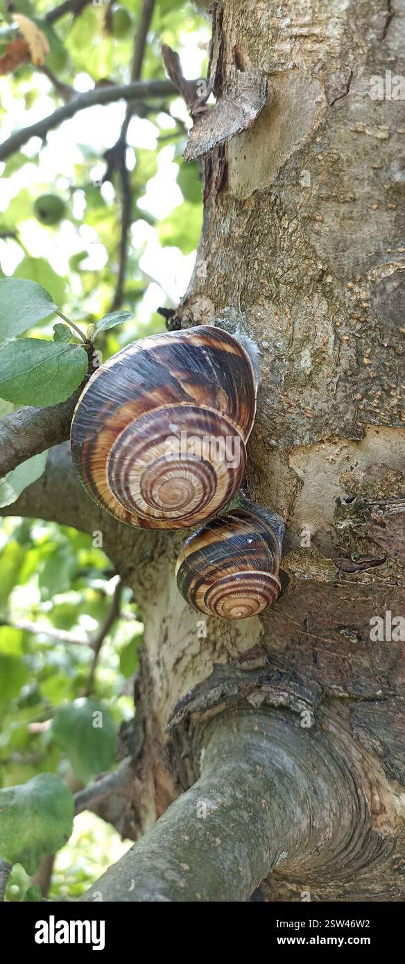 Turkish Snail (Helix lucorum), Mollusca, Ртањ, Србија Stock Photo - Alamy