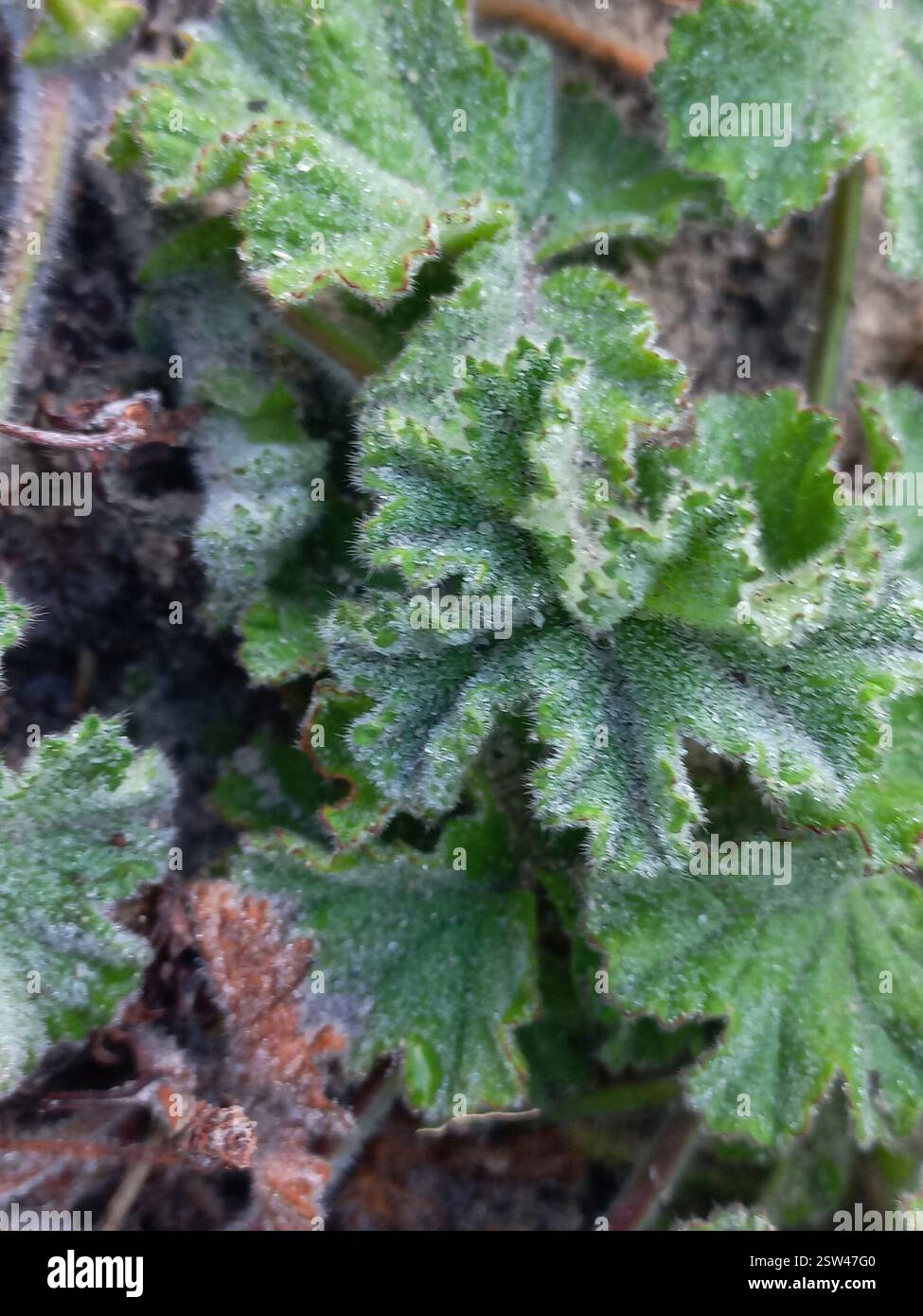 rose-scented geranium (Pelargonium capitatum), Plantae, Mitchells Plain ...