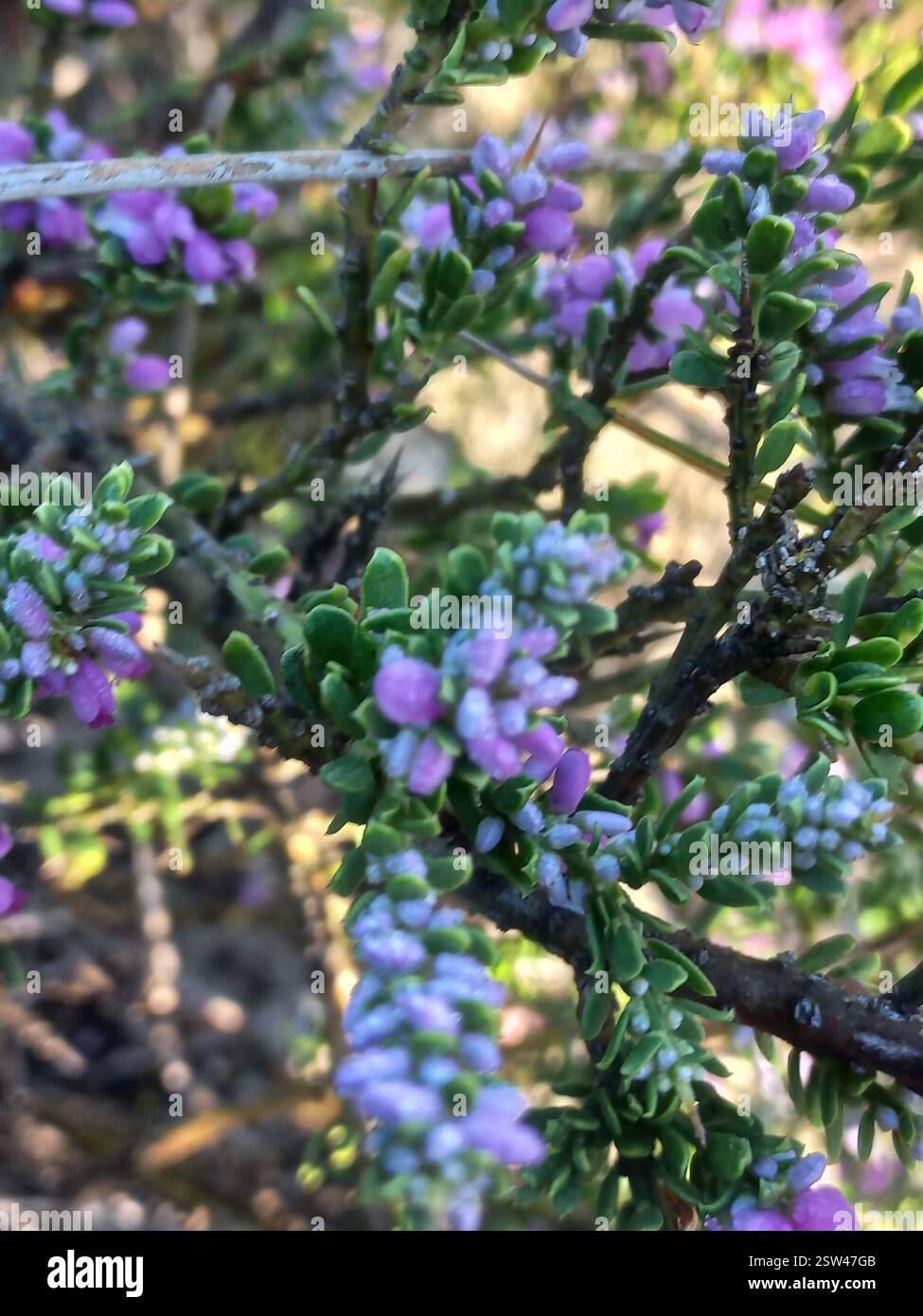 tortoise berry (Muraltia spinosa), Plantae, Mitchells Plain, Cape Town ...