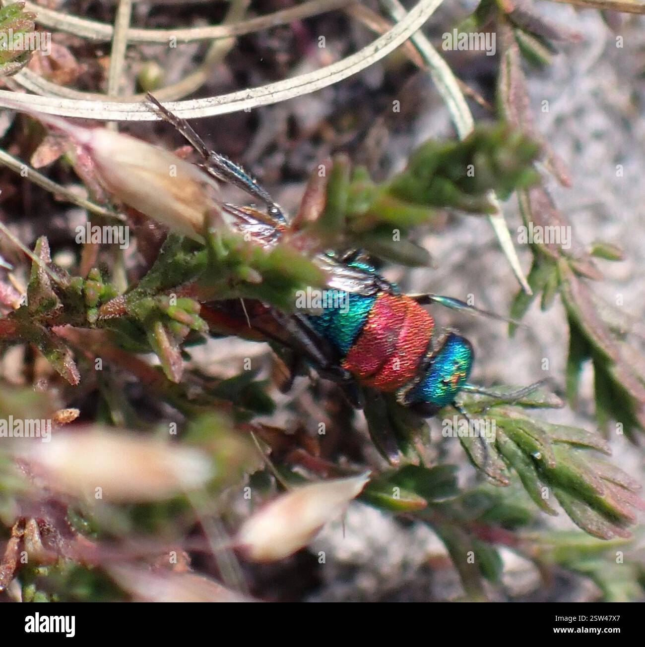 (Hedychrum), Insecta, Utrechtse Heuvelrug National Park, Leersum ...