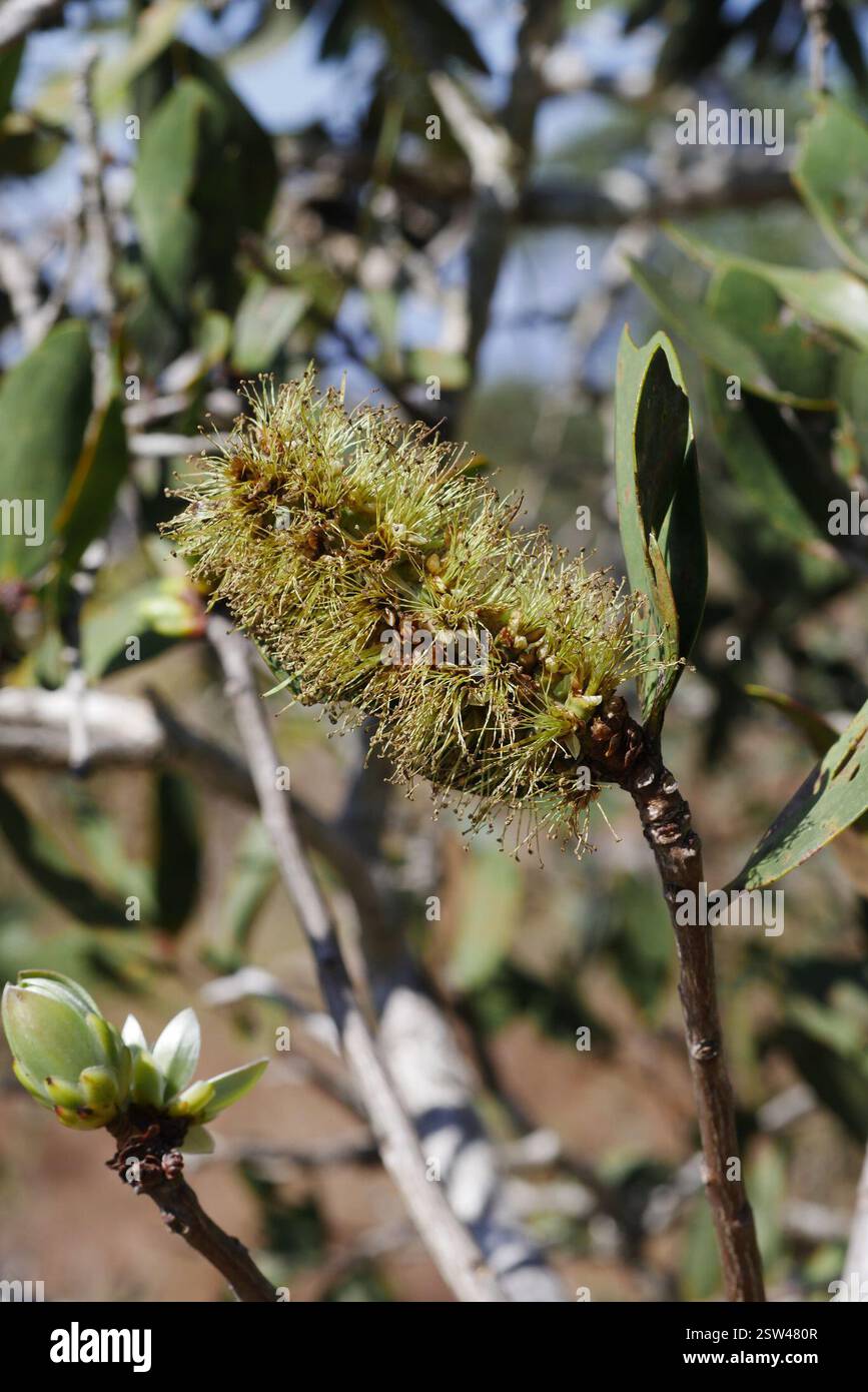 Broad Leaved Tea Tree (Melaleuca viridiflora), Plantae, Mount Stuart Rd ...