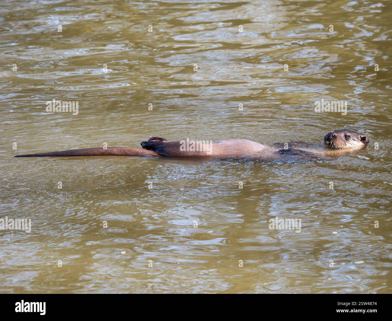 Otter uk back hi-res stock photography and images - Alamy