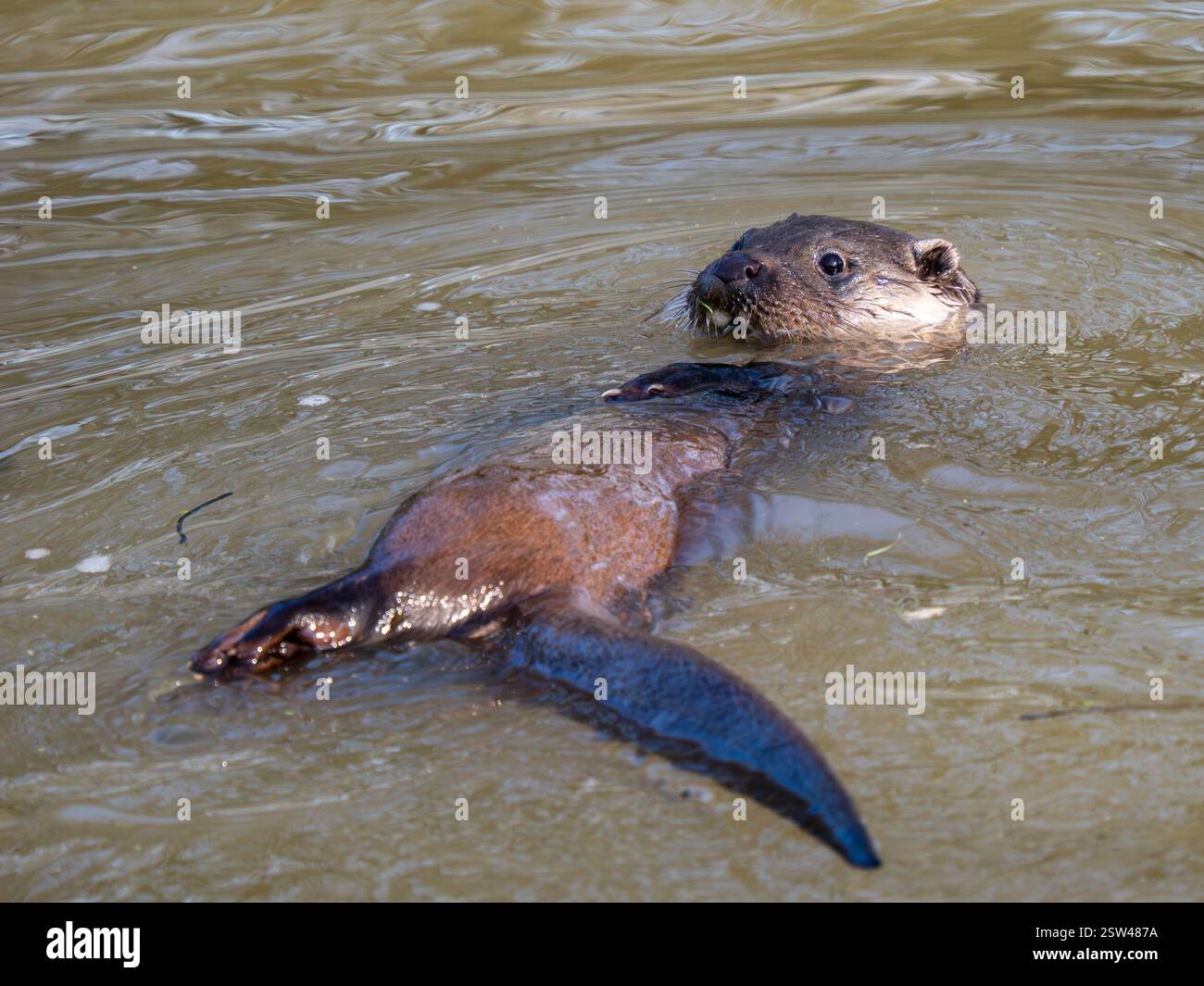 Otter uk back hi-res stock photography and images - Alamy