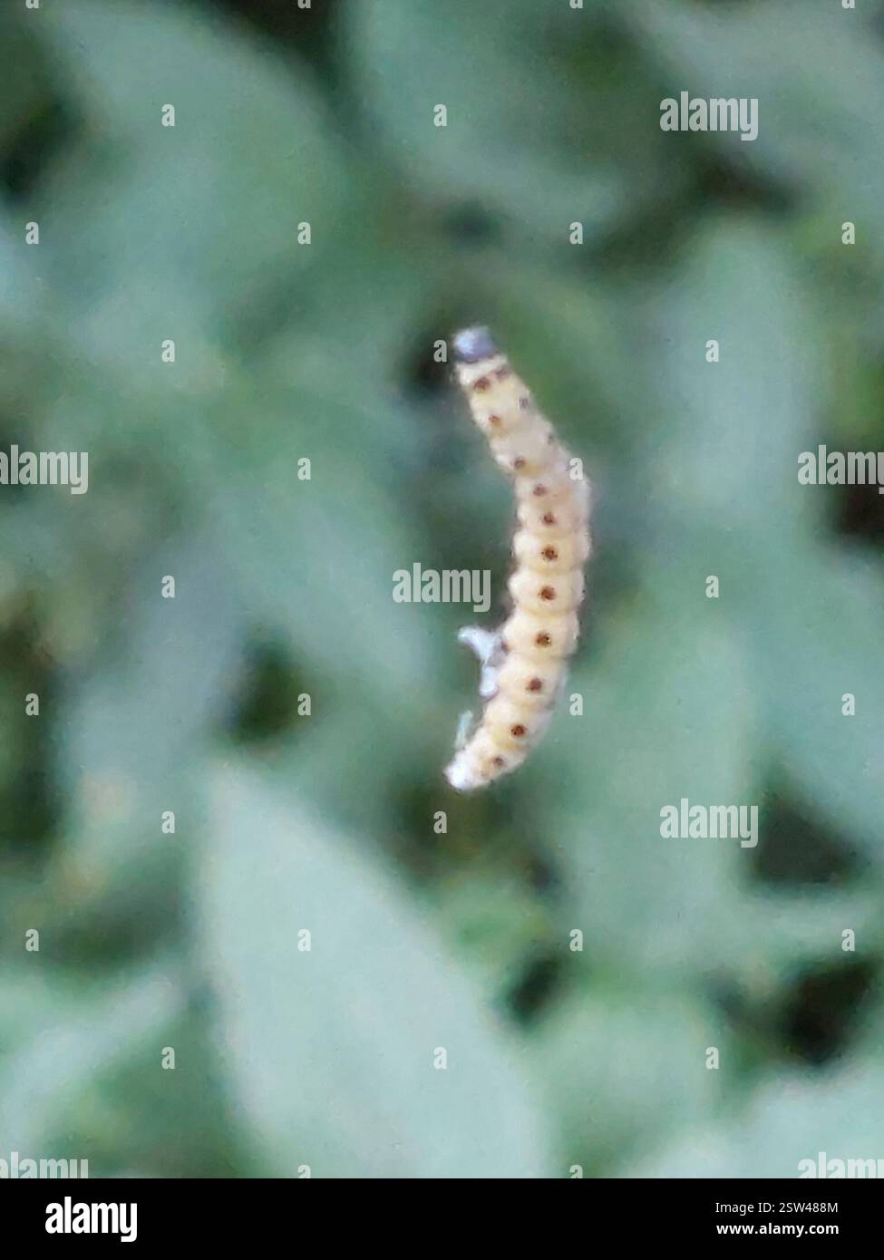 Small Ermine Moths (Yponomeuta), Insecta, Derby DE73 7LE, UK Stock ...