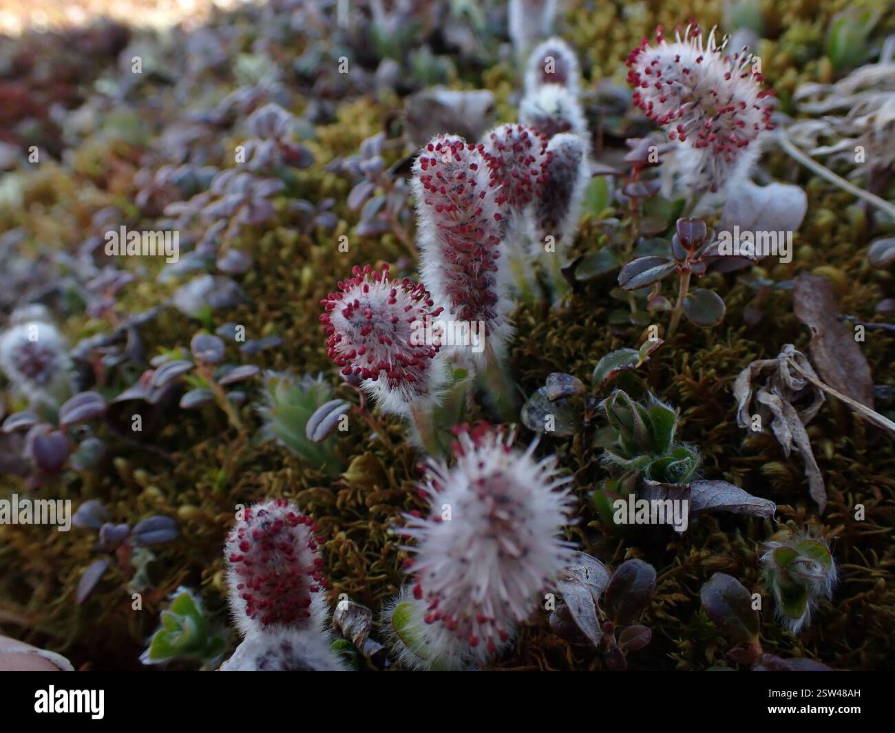 arctic willow (Salix arctica), Plantae, Yukon, Yukon, Canada Stock ...
