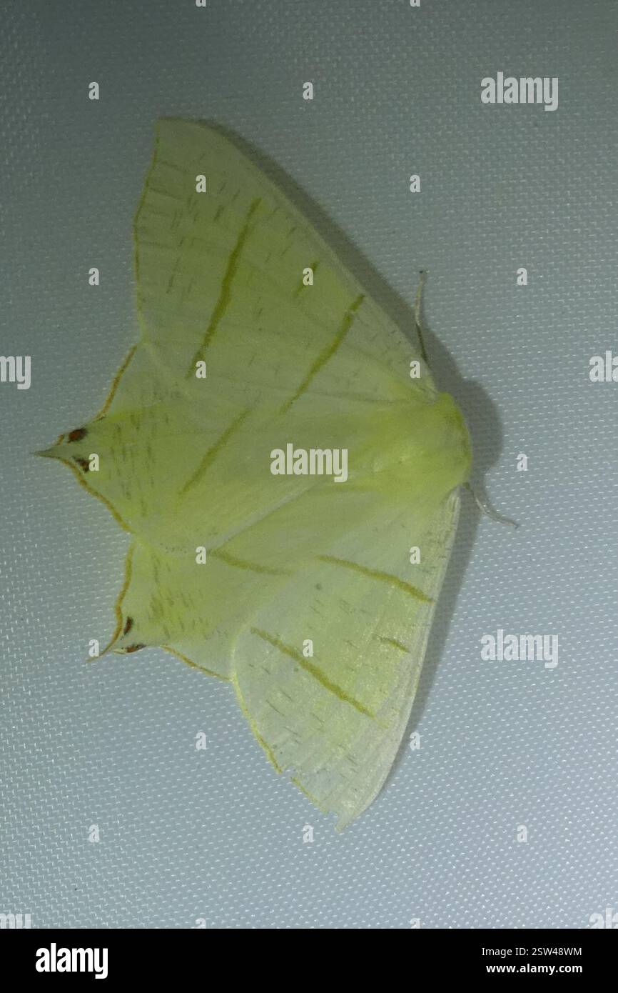Swallow-tailed Moth (Ourapteryx sambucaria), Insecta, South Heale ...