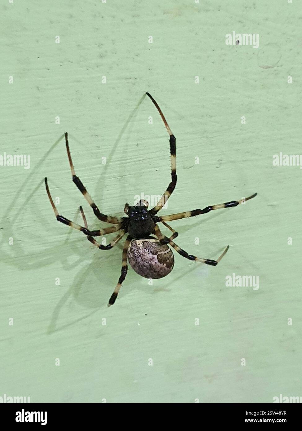 Asian Hermit Spider (Nephilengys malabarensis), Arachnida, Tanakita 5 ...