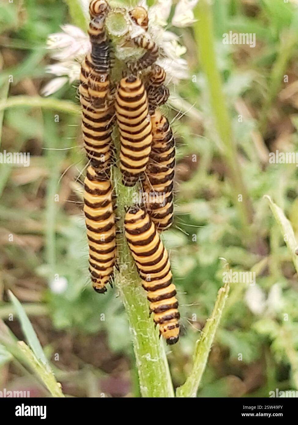 Cinnabar court hi-res stock photography and images - Alamy