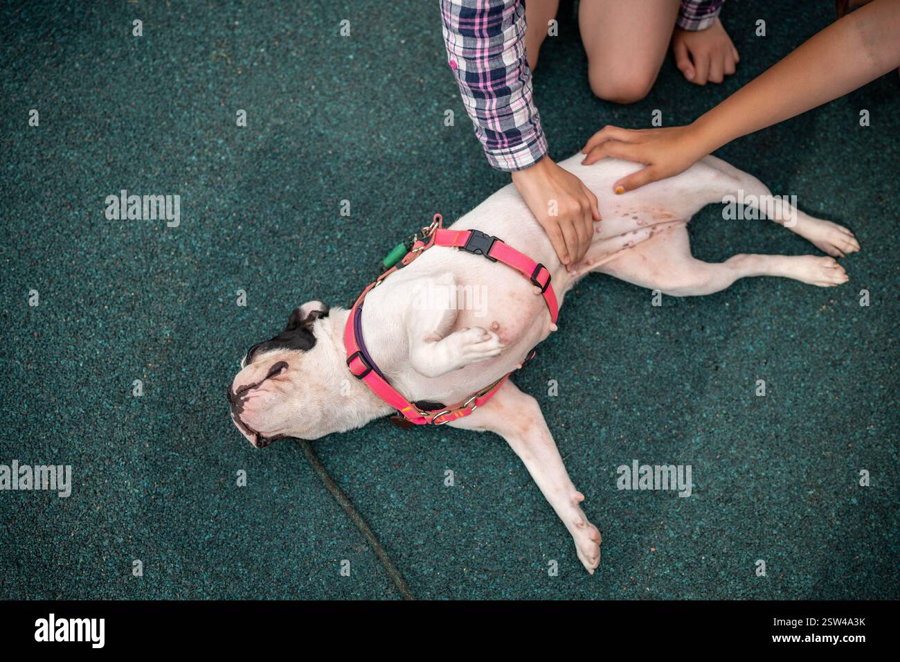 Cute French bulldog sprawls on ground after play with stick, kids ...