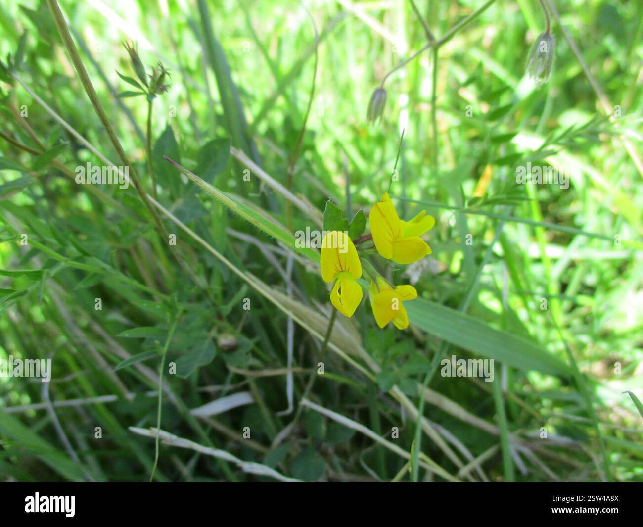 (Faboideae), Plantae, Visitors Centre, Low Common Rd, South Lopham ...
