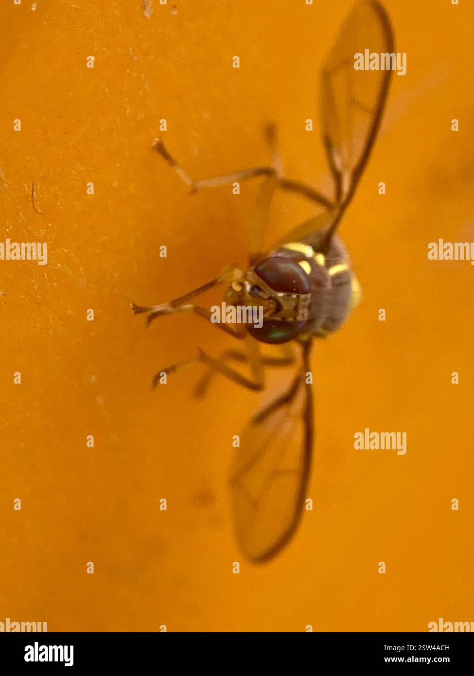 Oriental Fruit Fly (Bactrocera dorsalis), Insecta, Thiès, SN Stock ...