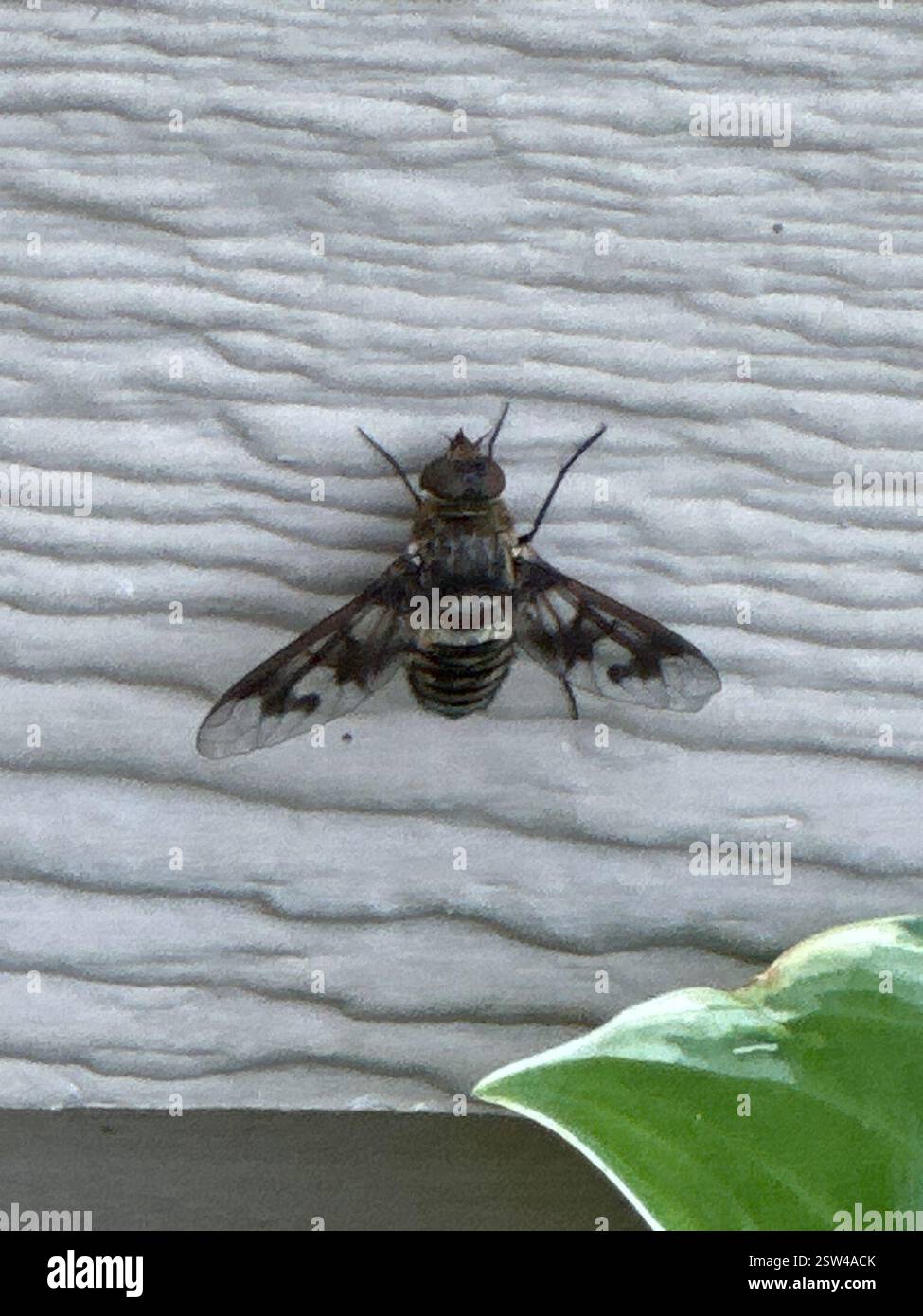 Band-winged Bee Fly (Exoprosopa fascipennis), Insecta, Cheyenne Dr ...