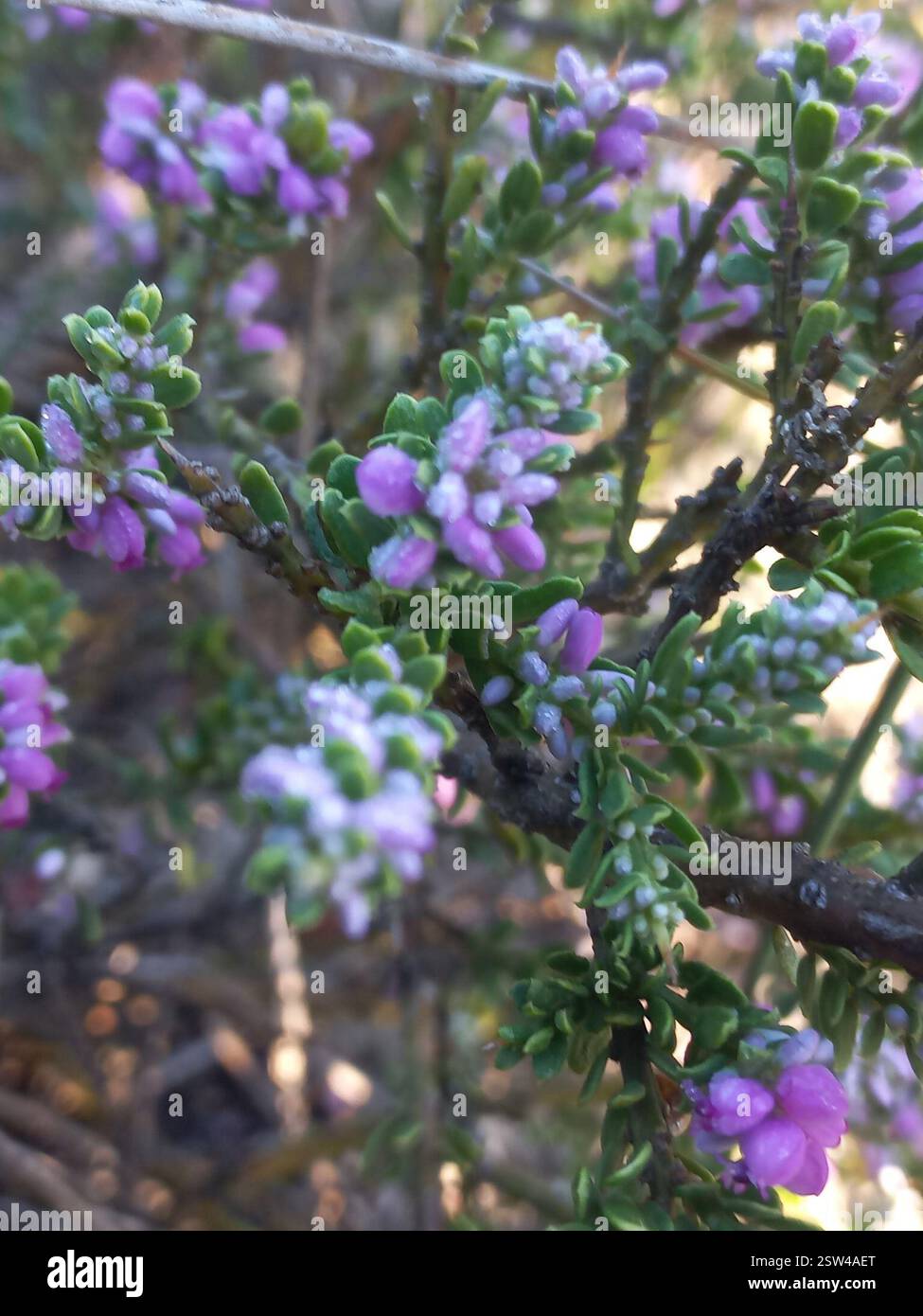 tortoise berry (Muraltia spinosa), Plantae, Mitchells Plain, Cape Town ...