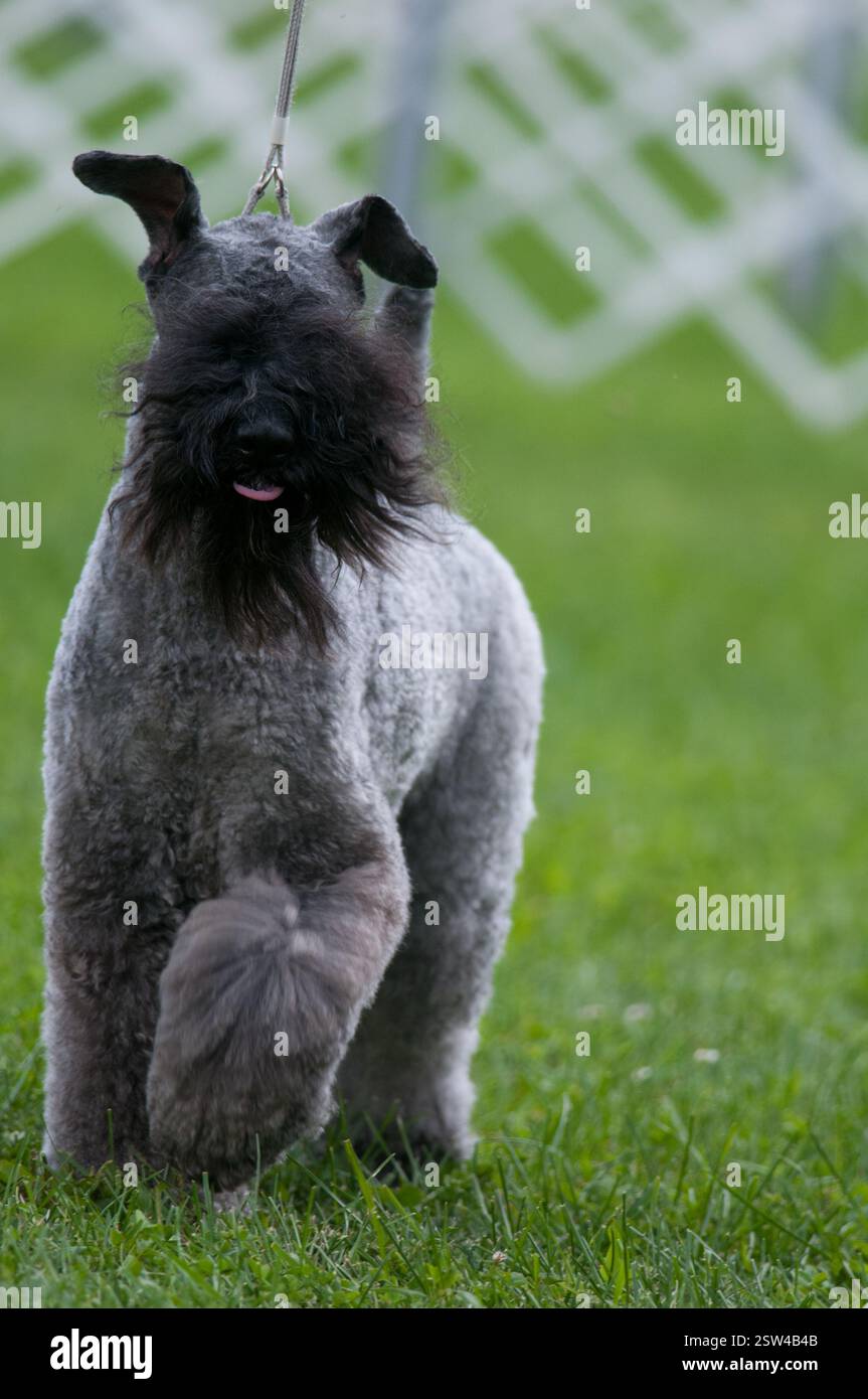 Kerry Blue Terrier striding towards the camera at a dog show Stock ...