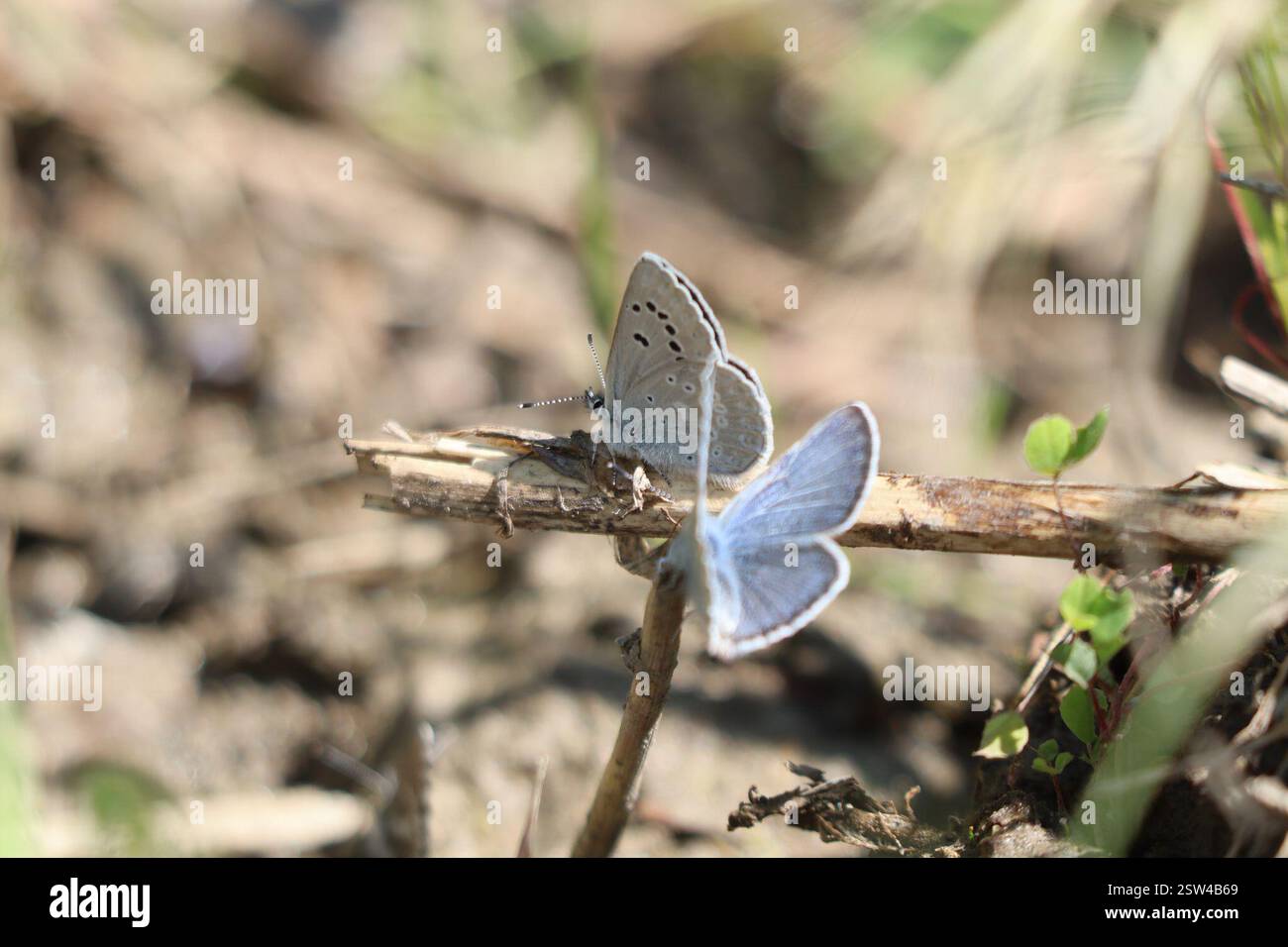 Boisduval's Blue (Icaricia icarioides), Insecta, Okanagan-Similkameen ...
