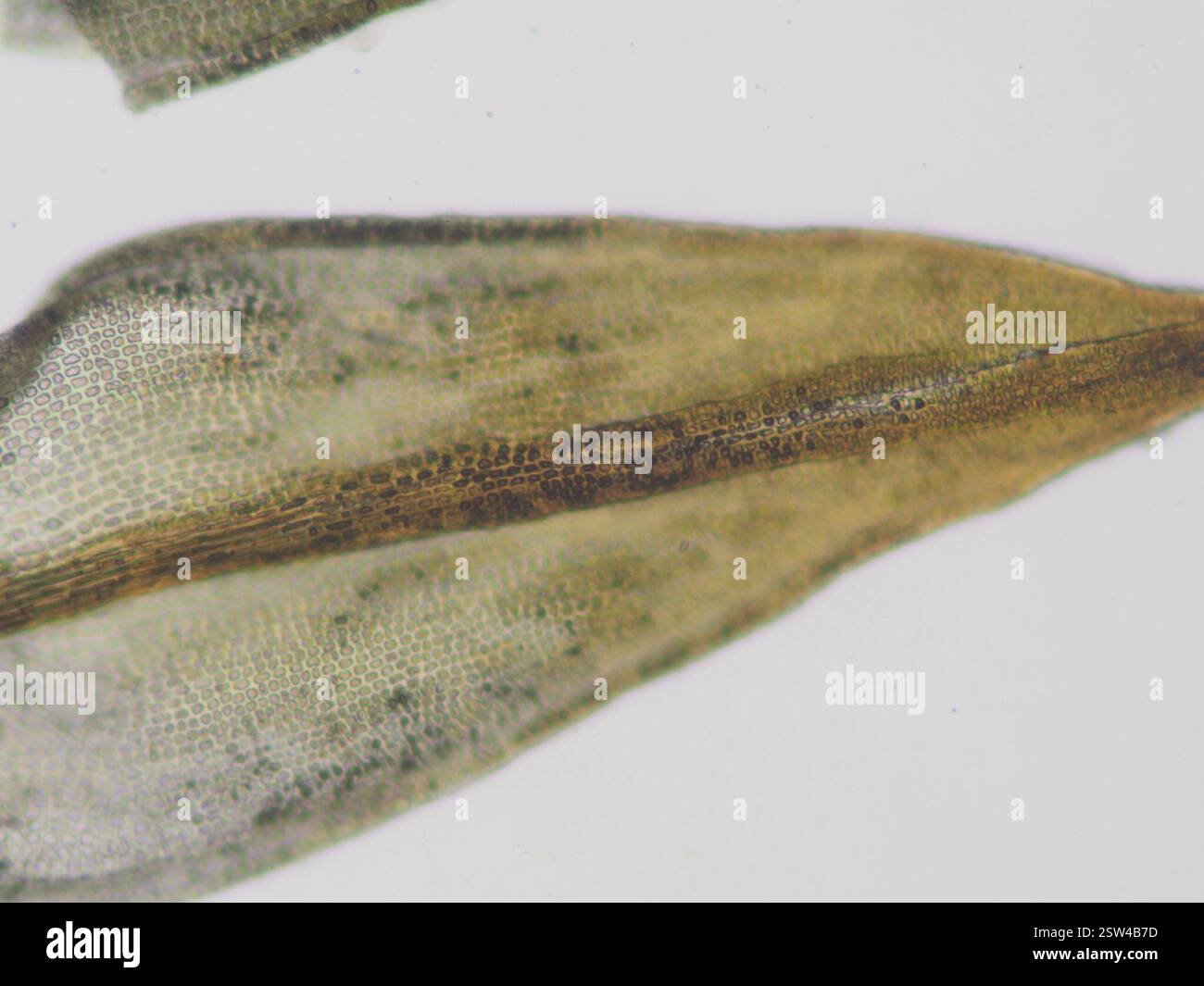 Steppe Screw-Moss (Syntrichia caninervis), Plantae, Stikine Region, BC ...